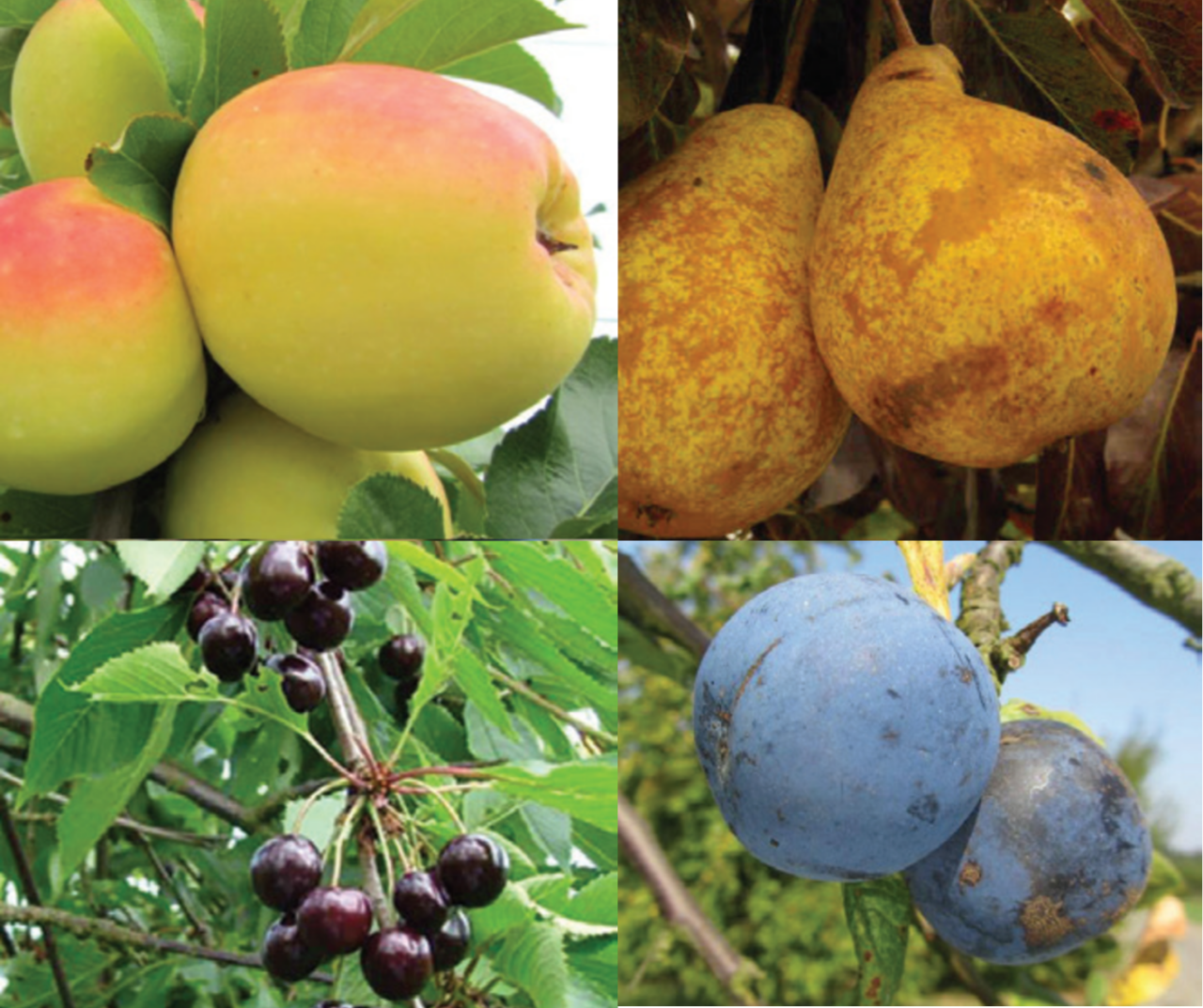 Les arbres fruitiers haute tige | Arbrenkit